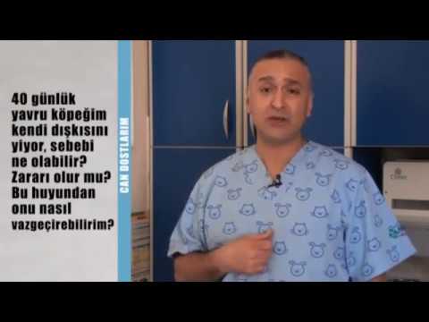 Yavru Köpeklerde Dışkı Yeme Problemi