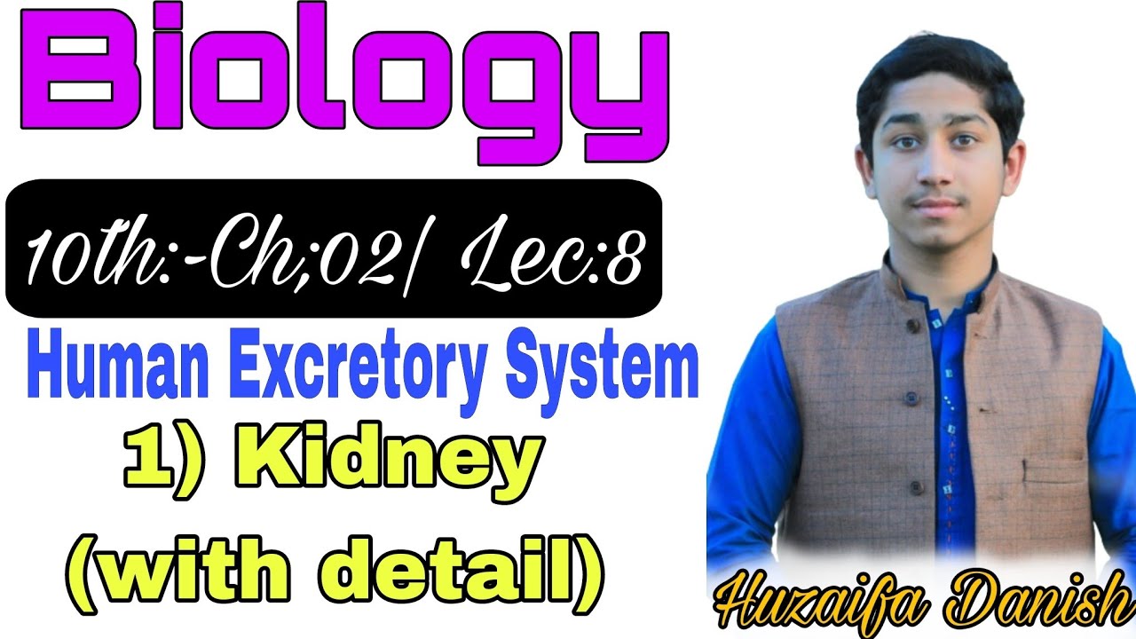 Human Excretory System - Kidney Explained in Detail | Class 10 Biology ...