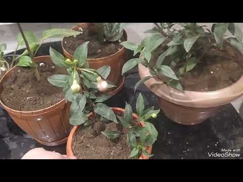 ev güllərim güller haqqında yenileri əkdim 🌺#flower