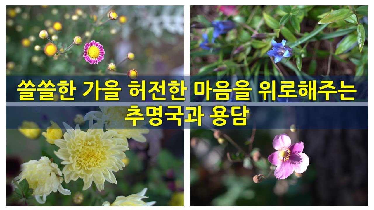 쓸쓸한 가을 허전한 마음을 위로해주는 추명국과 용담 Youtube