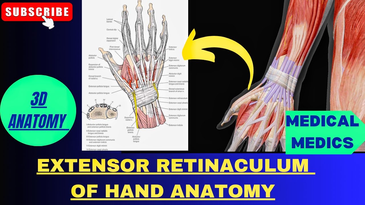 Extensor Retinaculum of Hand | Extensor Retinaculum | Upper Limb ...