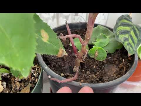 En içten doğal samimi bir video 
