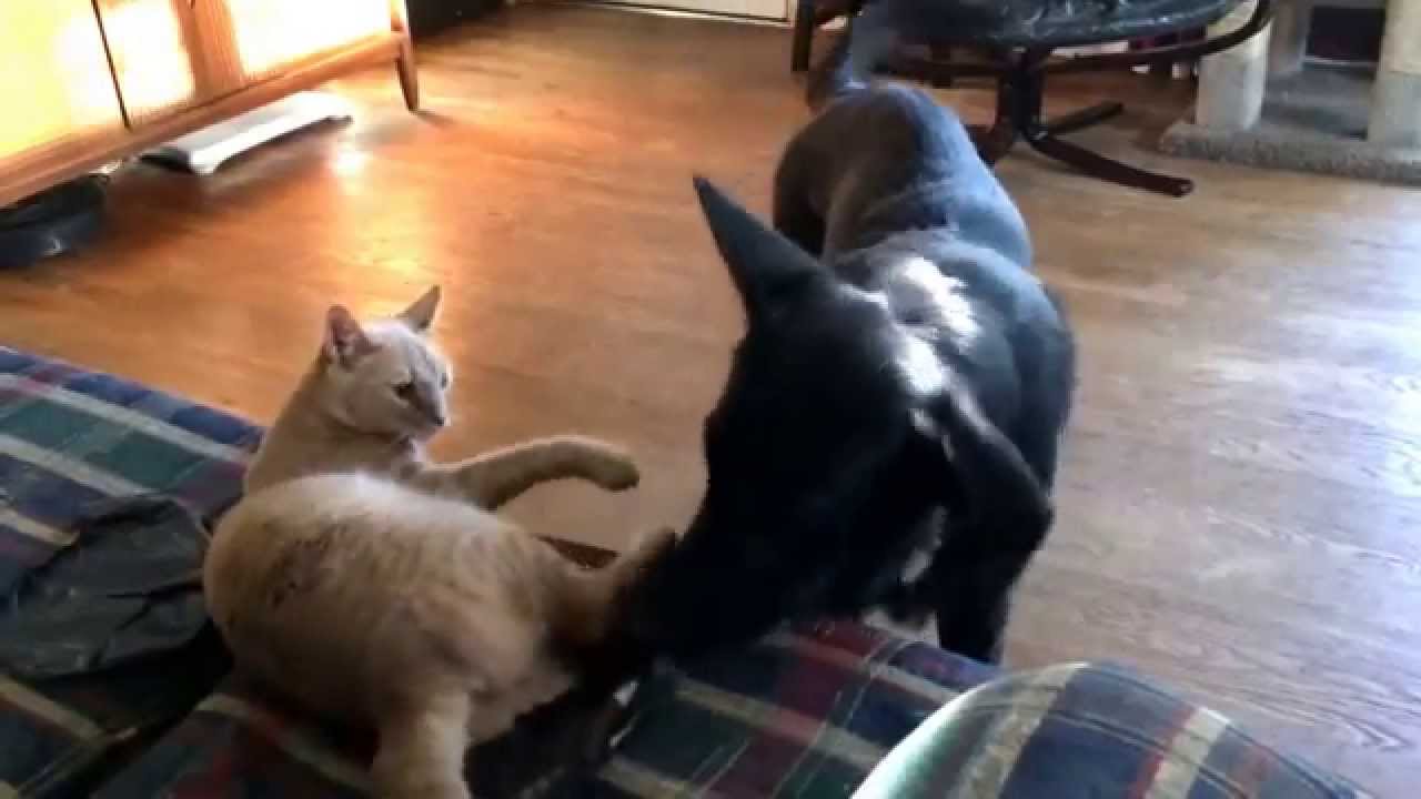 Dog vs cat wrestling! Round 2. Can you tell you is the winner? - YouTube