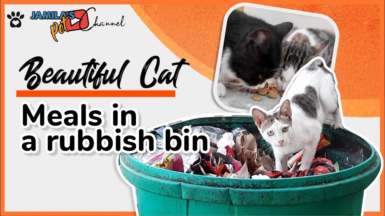 Beautiful cat || a hungry cat meals in a rubbish bin - YouTube