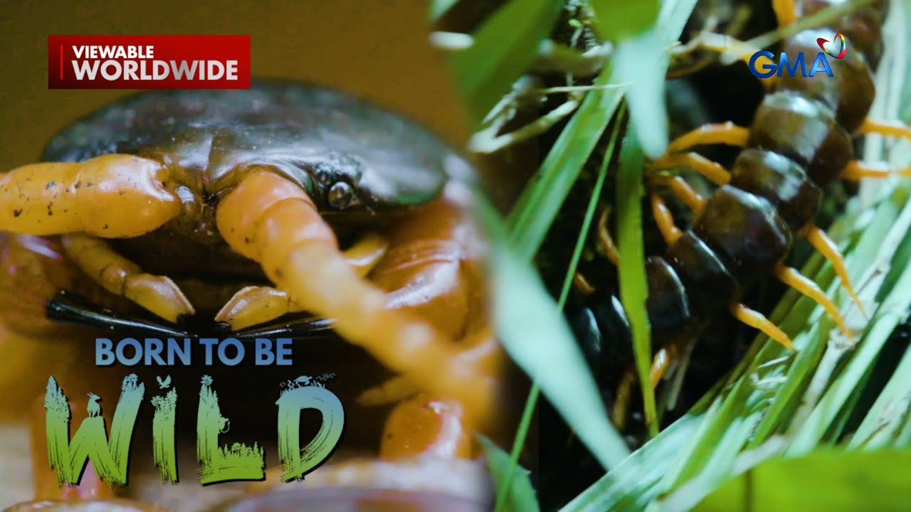 Higanteng alupihan, namataan sa kagubatan ng Negros Occidental?! | Born ...