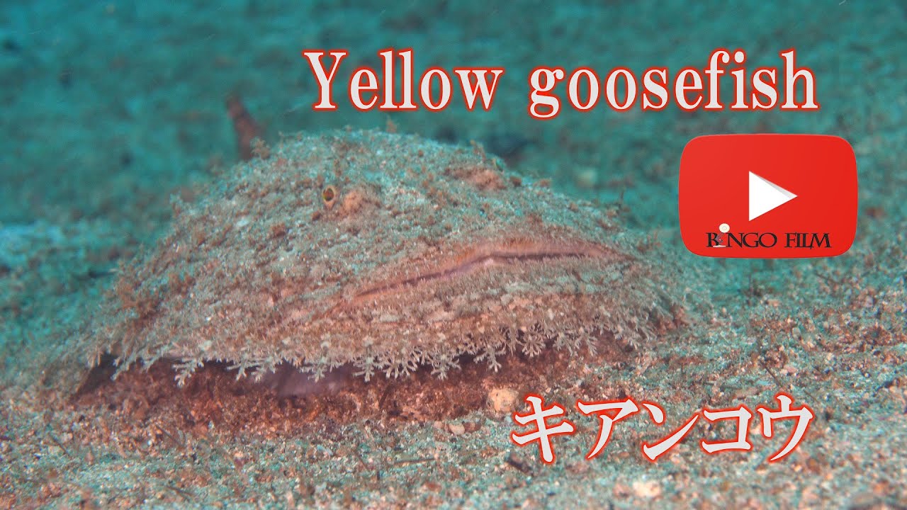 ブサカワな生き物 キアンコウ Yellow goosefish Angler fish - YouTube