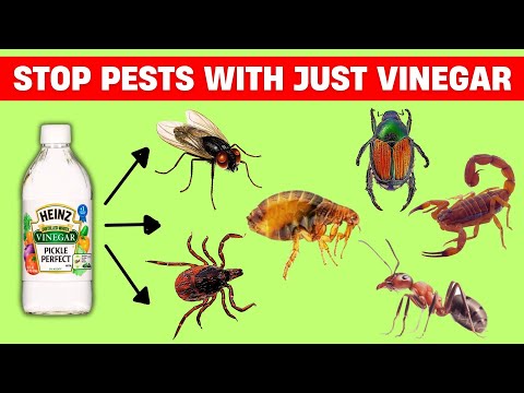 How to Use Vinegar to Keep Pests Out of Your Home