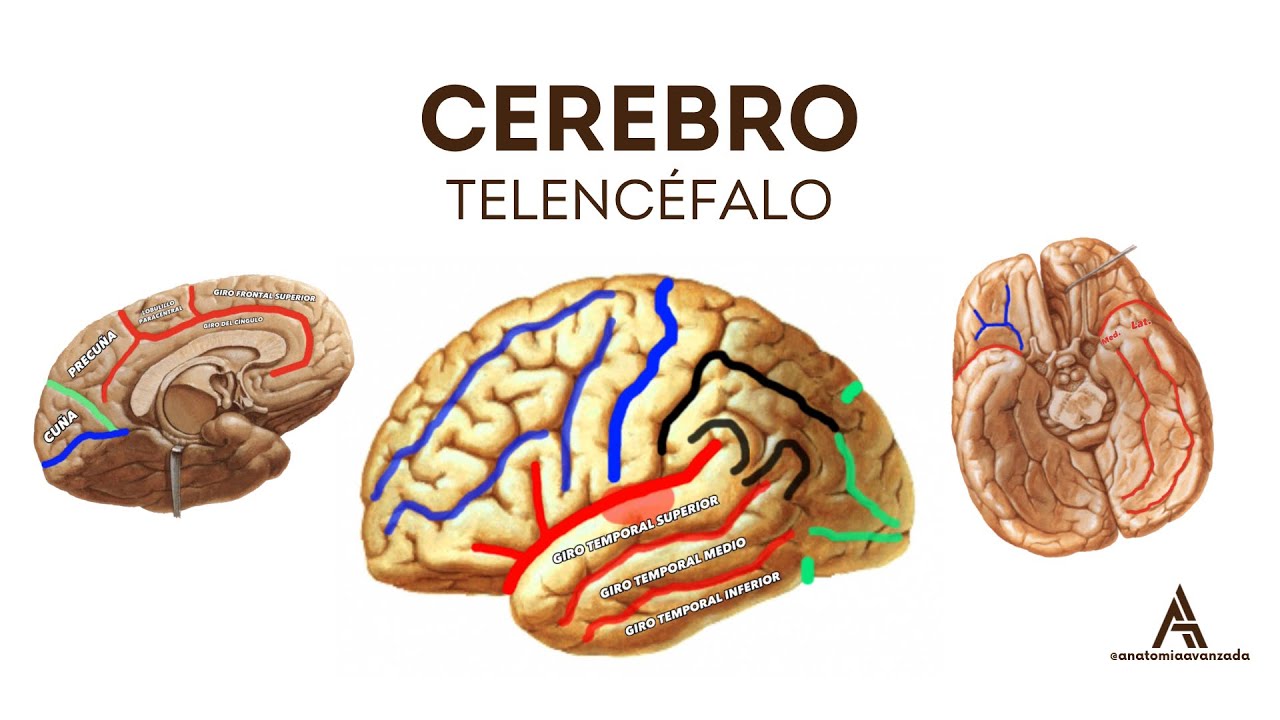 CEREBRO (TELENCÉFALO): Configuración Externa | Neuroanatomía - YouTube