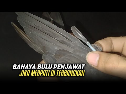 PEMULA WAJIB TAHU!!! AKIBAT MERPATI SEDANG PENJAWAT DI TERBANGKAN‼️