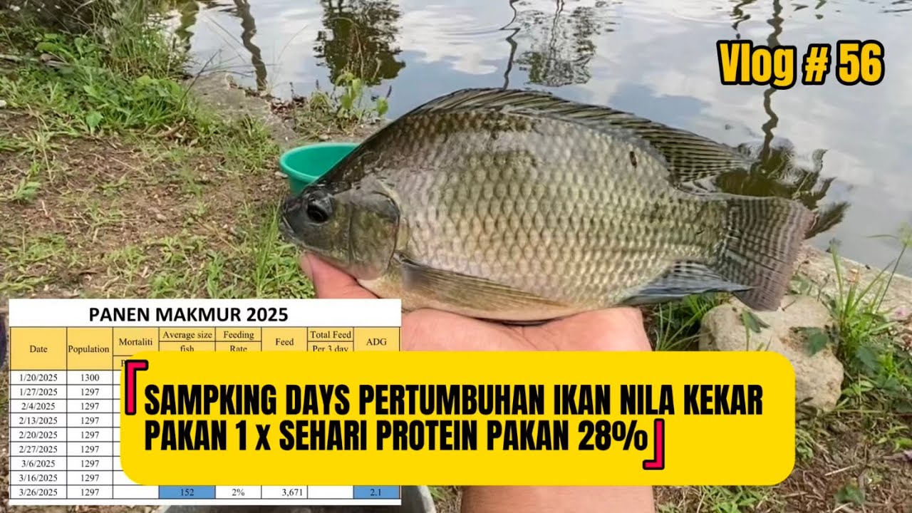 SAMPLING IKAN NILA UMUR 63 HARI DAN BERAPA UKURAN RATA-RATANYA - YouTube