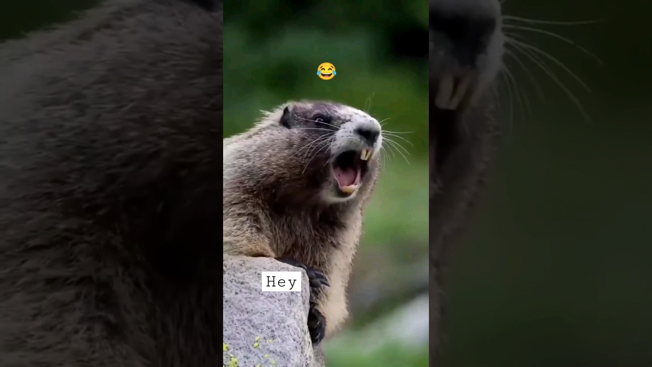 Beaver Shouting #shorts - YouTube