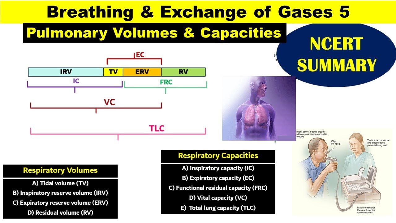 Respiratory Volumes & Capacities | Spirometry | Tidal Volume | Residual ...