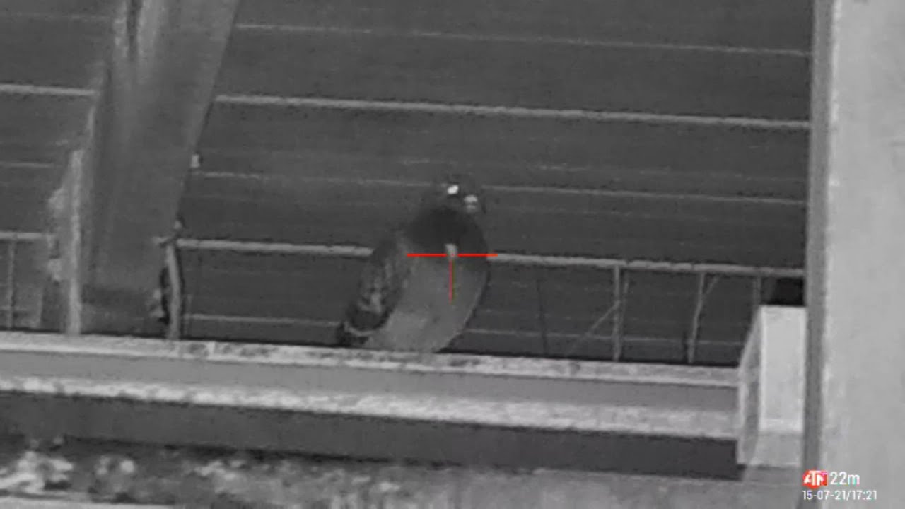 Back on Pigeon Patrol - YouTube