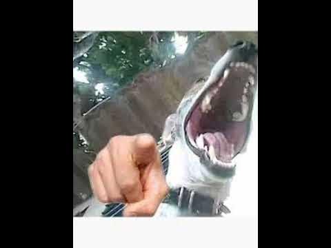 perro señalando riendo meme - YouTube