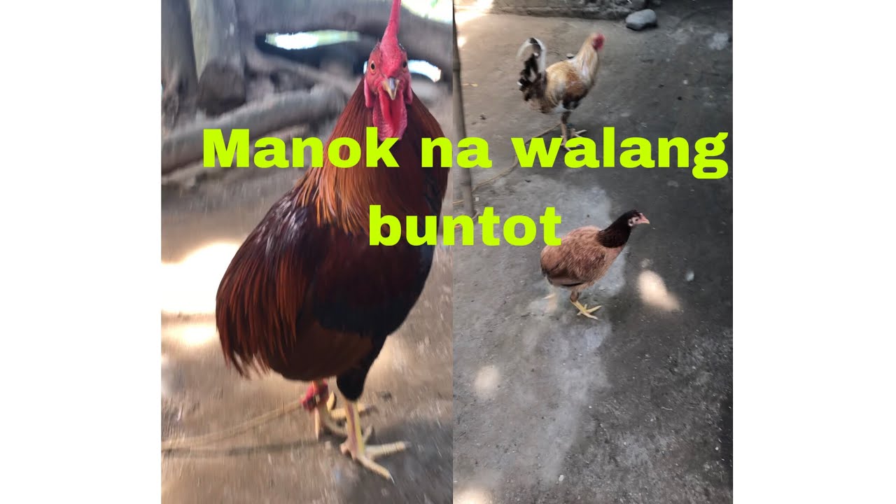 Texas na walang buntot astig - YouTube