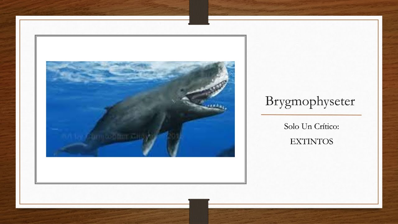 Solo Un Crítico EXTINTOS Brygmophyseter Shigensis - YouTube