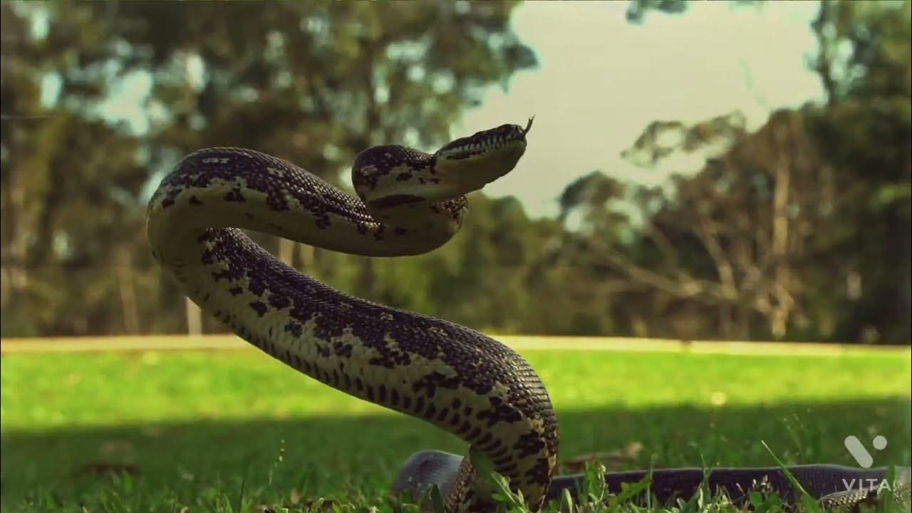 Snake Slides - YouTube