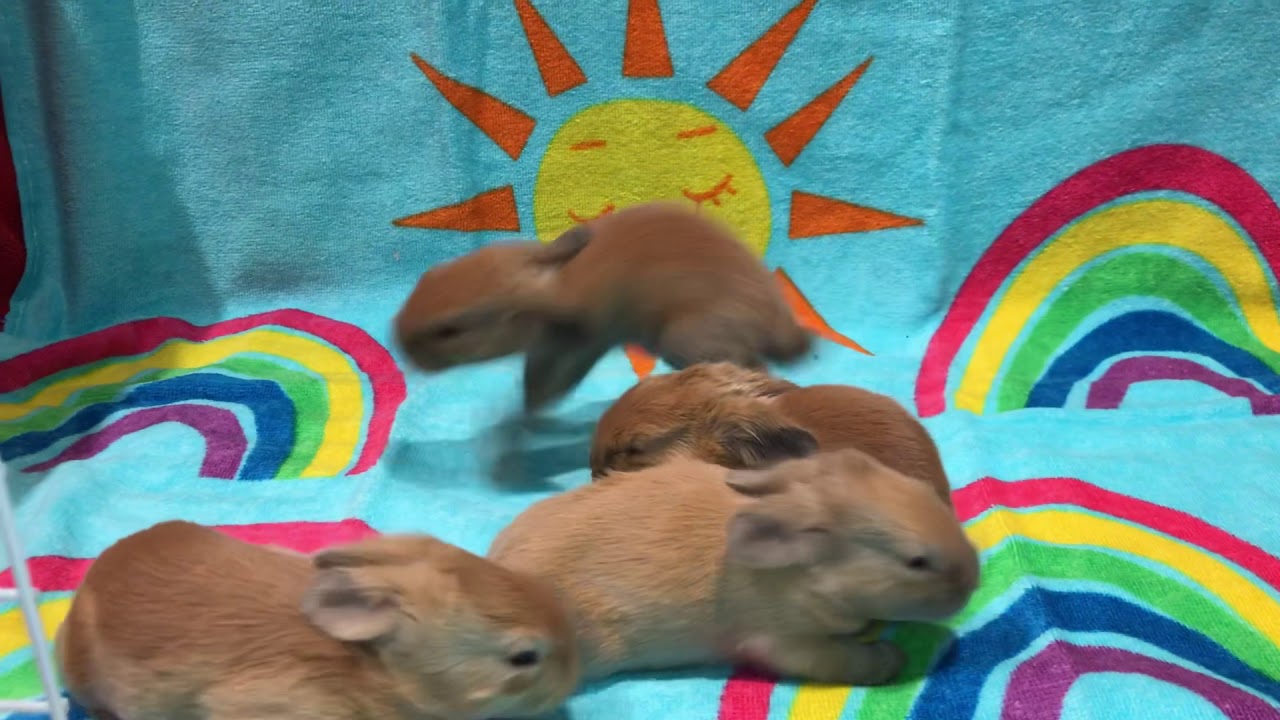 12 day old Bunny binky - YouTube
