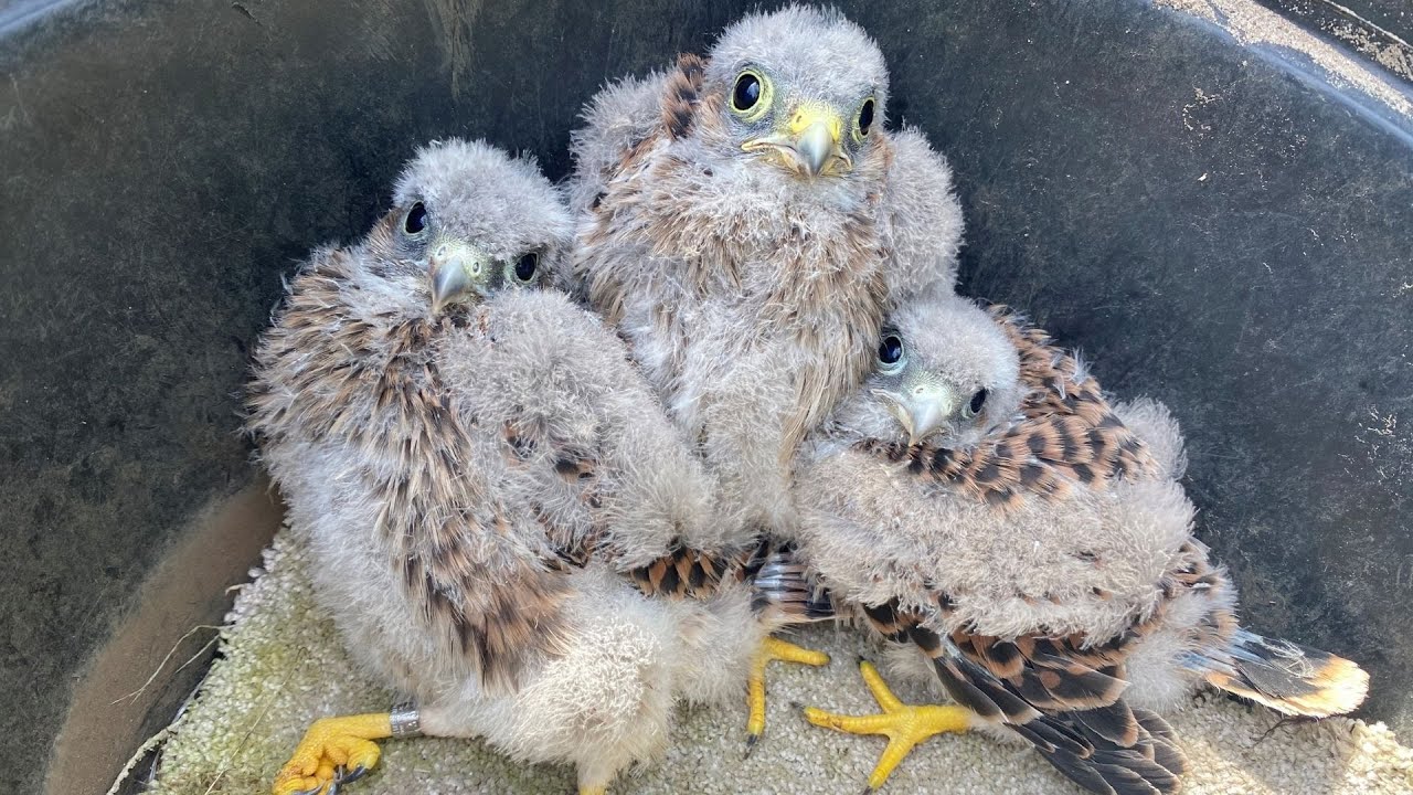 Kestrel Chicks Given ID Rings | Discover Wildlife | Robert E Fuller ...