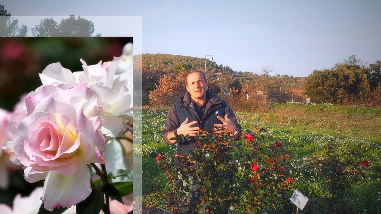 Matthias Meilland presents 6 classic Meilland rose varieties - YouTube