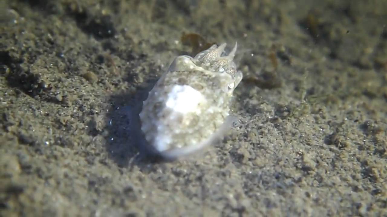 Baby Sepia - YouTube