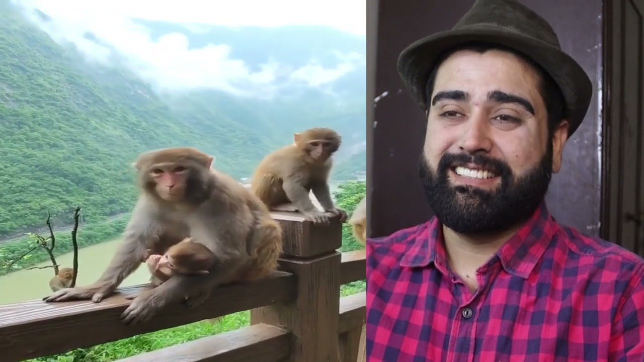 🔴🍎🐒 Haha The most Funny Monkeys Videos You Must Watch To Know What They Are Doing - YouTube