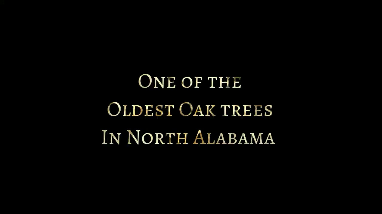 One of the oldest Oak tree, In North Alabama - YouTube
