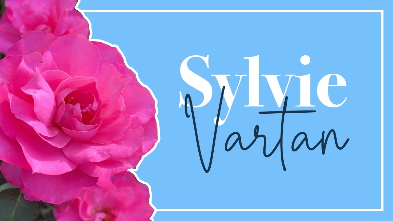 Le rosier Sylvie Vartan - YouTube