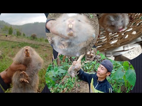 Digging the most delicious rat hole /Naga village life - YouTube