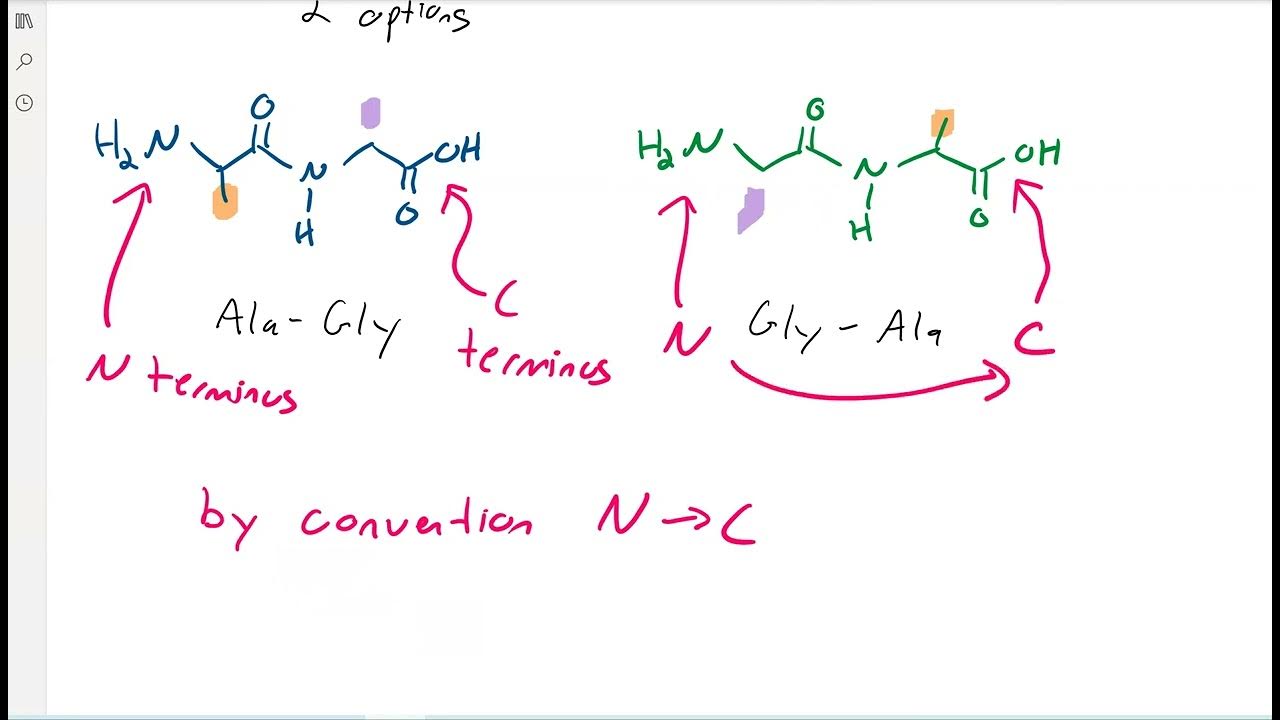 CHEM113 22 10 N and C terminus - YouTube