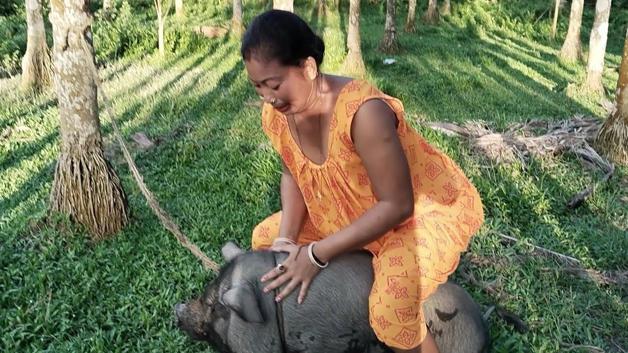 Funny Pig Sitting Down | Village Pig Comedy Video🤣 - YouTube