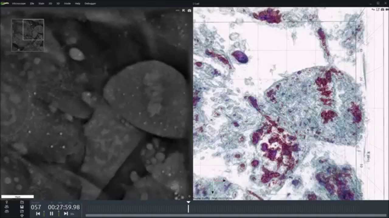 Multi-layer of cells and mitosis - YouTube