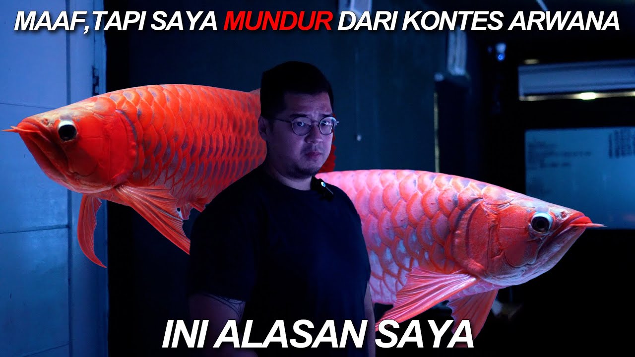 Maaf Saya Mundur dari Kontes Arwana, Kenapa? - YouTube