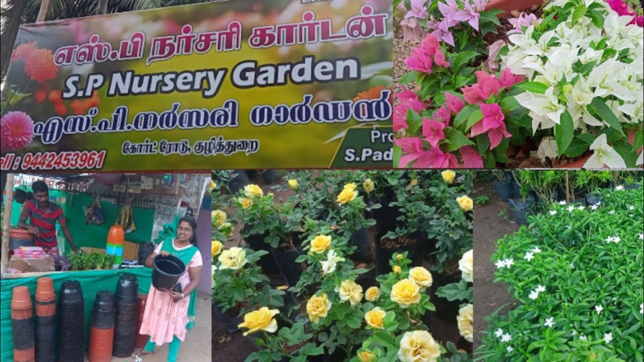 #SP Nursery Garden kuzhithurai #SP நர்சரி கார்டன் கோர்ட் ரோடு ...