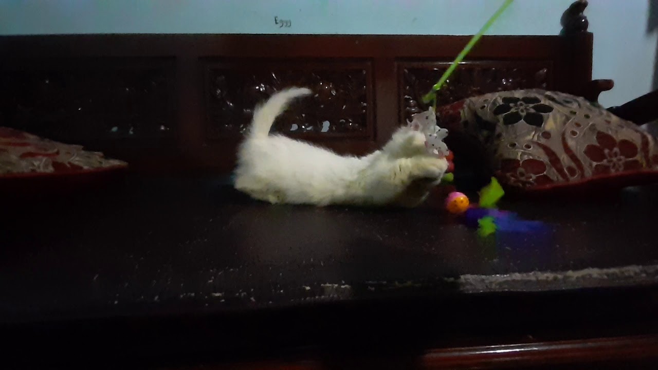 Kucing munchkin/cebol betina 7bulan - YouTube