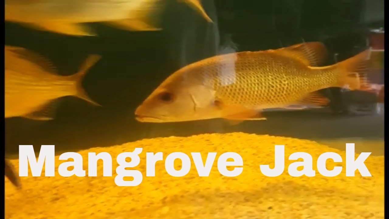 Mangrove jack in Fish Tank - YouTube