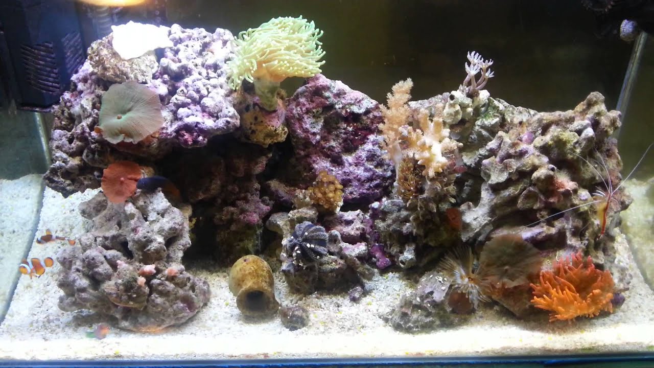 Nano reef 35 lt - YouTube