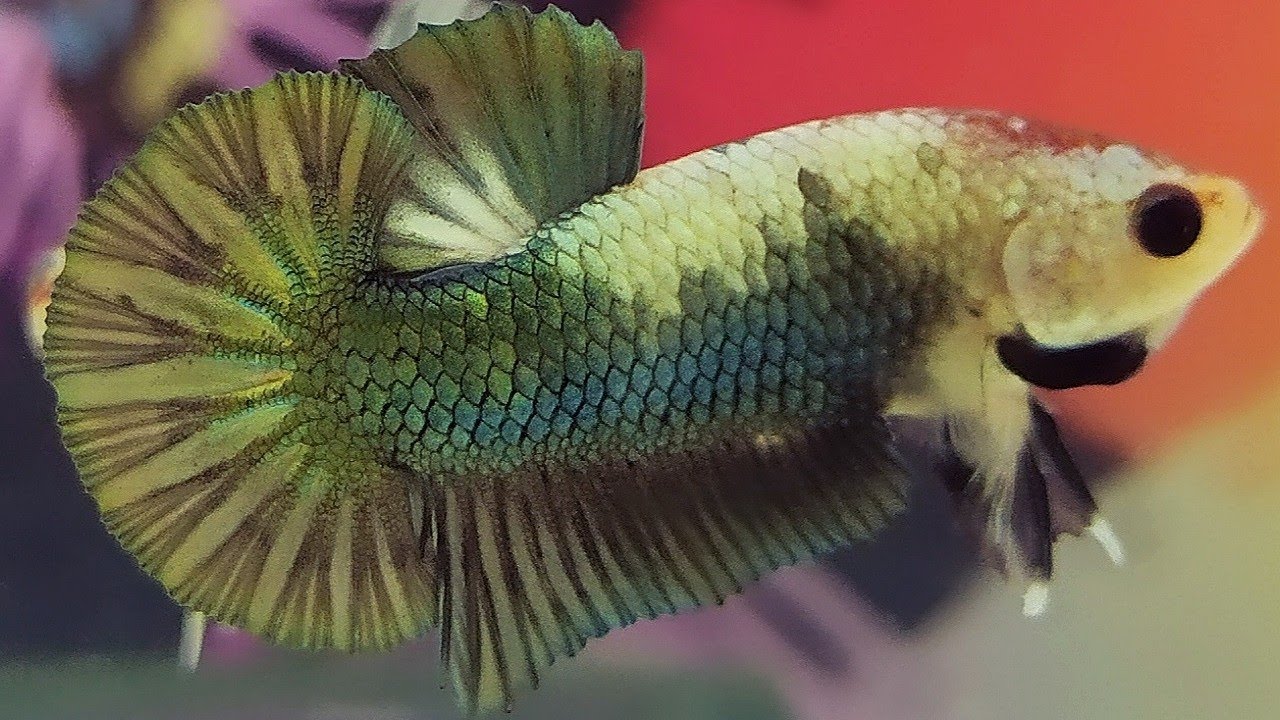 Ikan Cupang Fancy Copper Series HMPK - YouTube