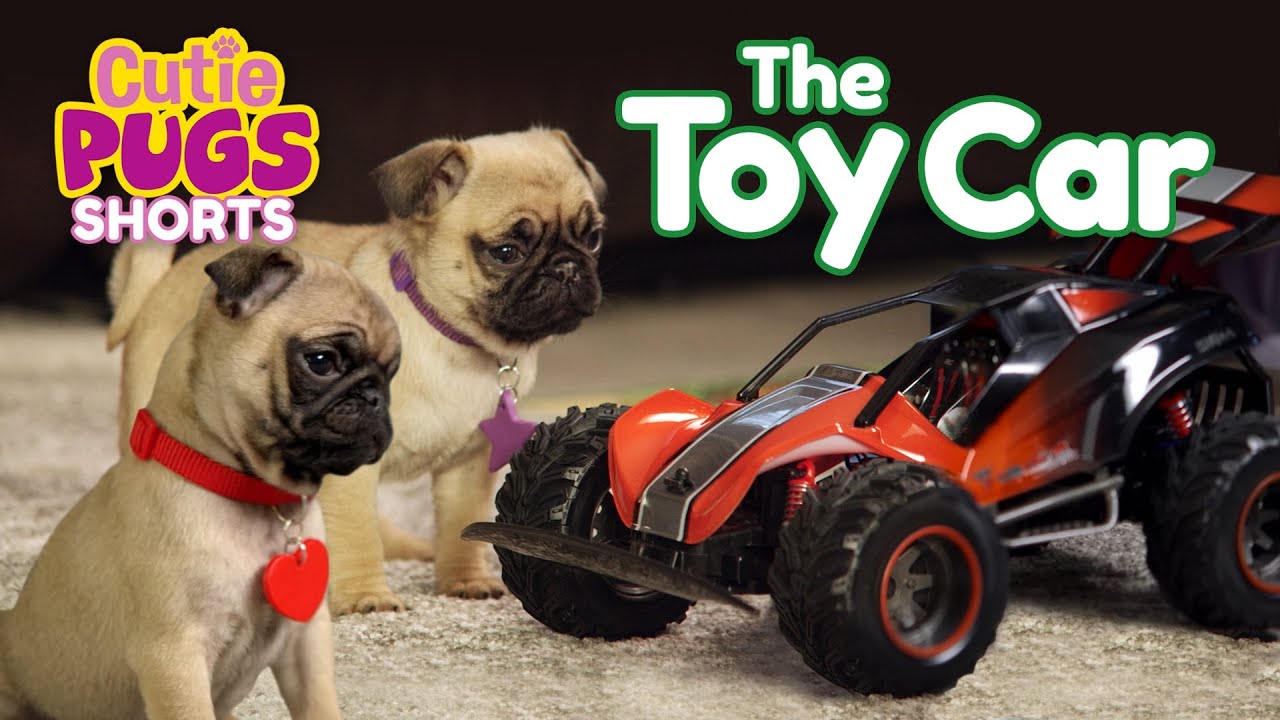 The Toy Car🏎 | Cutie Pugs🐶 | Animals for Kids🐾 - YouTube