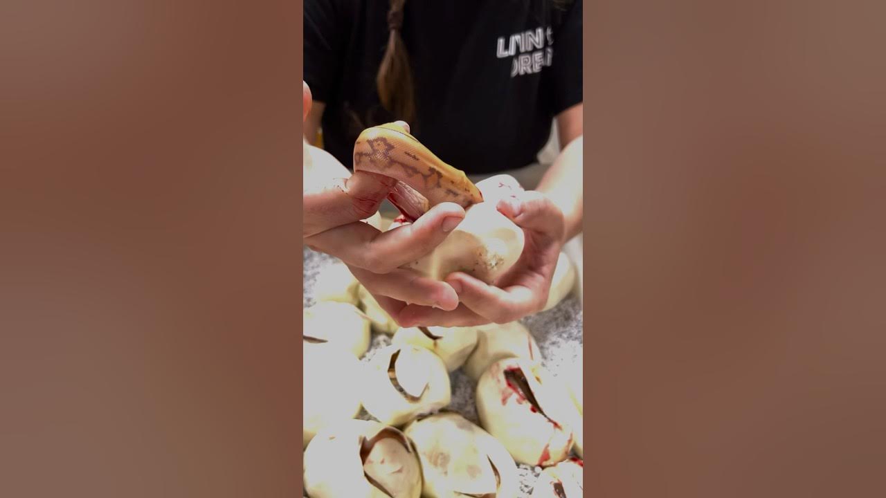 HATCHING A BABY PYTHON🤩🙌 - YouTube