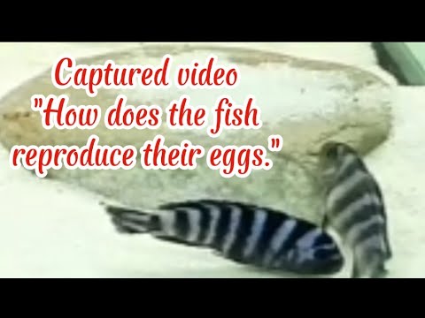 Captured video "How does the fish reproduce their eggs? #fish #love ...