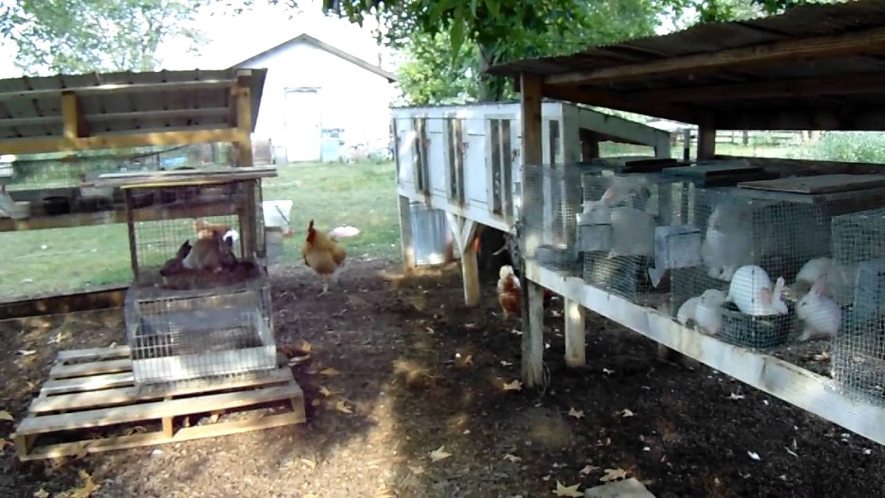 rabbit video # 1 rabbit area tour and how we manage our rabbits - YouTube