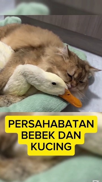 Persahabatan Bebek dan Kucing 🐱🦆 #bebek #kucing #shorts - YouTube