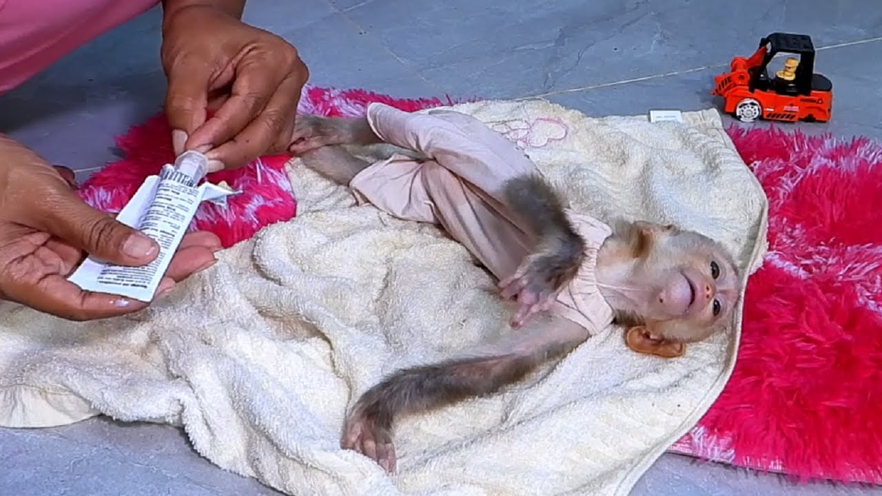 Mother tries to get medicine to treat poor monkey who is sick - YouTube