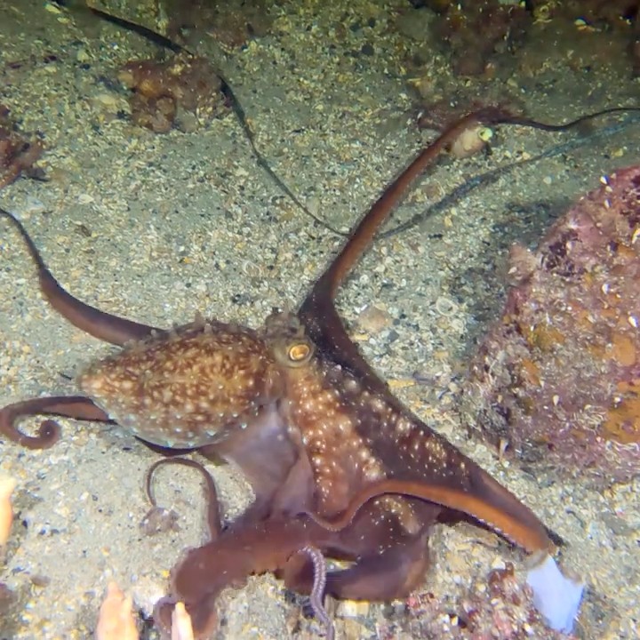 One of my faves, a beautiful Maori octopus hunting at night - YouTube