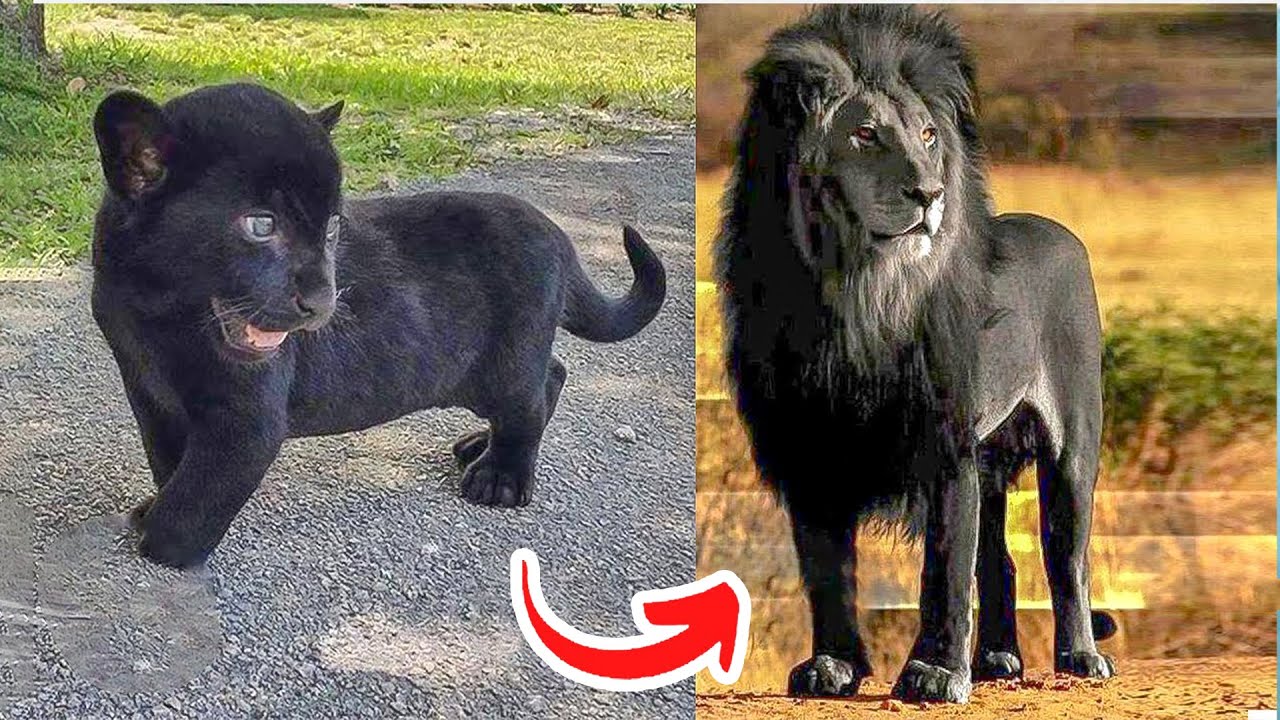 Before & After Animals Growing Up. Amazing Animal Transformation 💥 # ...