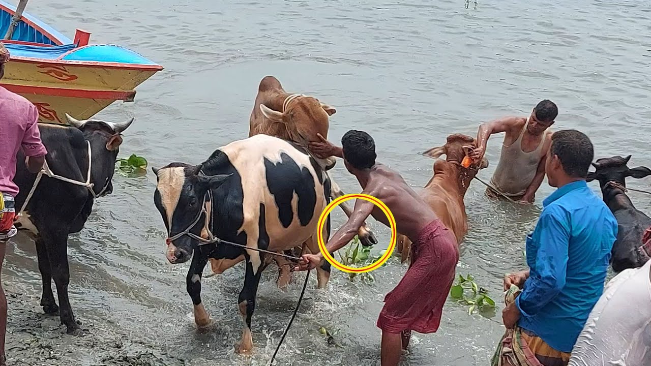 Cow Bath In Biggest Village River | Biggest Cow Bath Video - YouTube