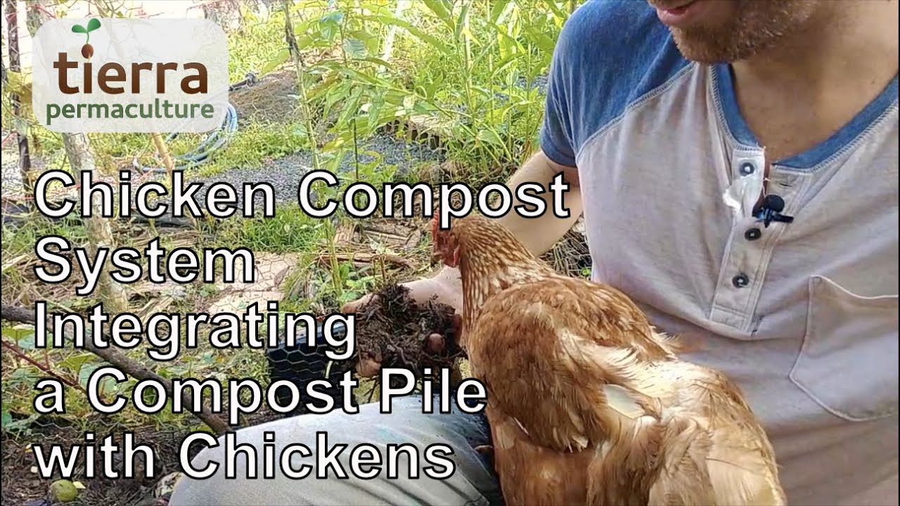 Chicken Compost System | Integrating a Compost Pile with Chickens ...