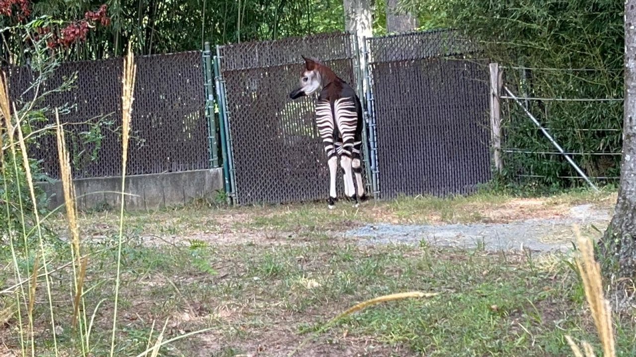 Okapi. A Rare Animal Found in Northeast Democratic of Congo - YouTube