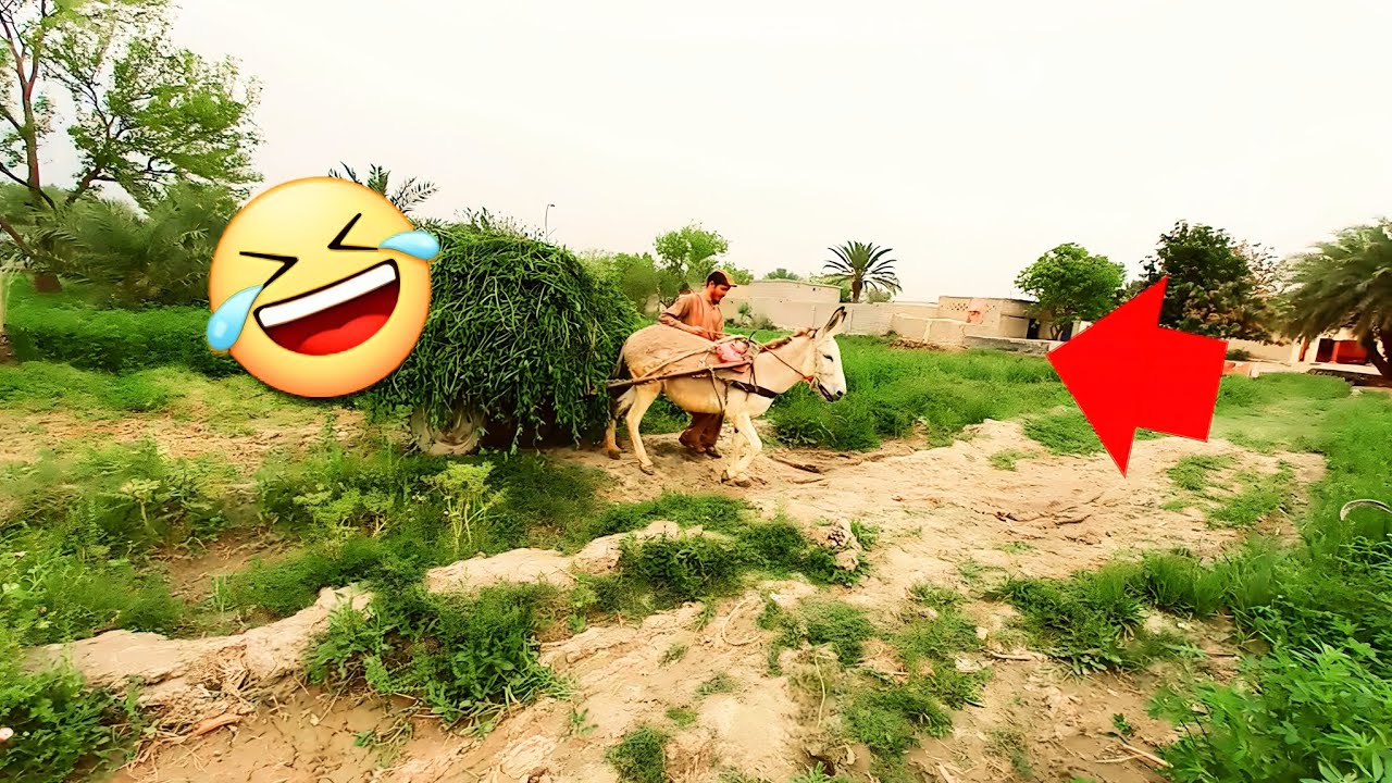Gaon men jb suba ghas katna pr jae to 🤣|Village Routine |village vlog ...